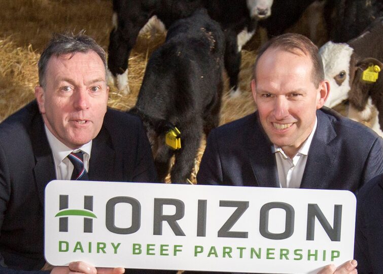 ABP is working with Dale Farm to reduce dairy beef emissions - News ...